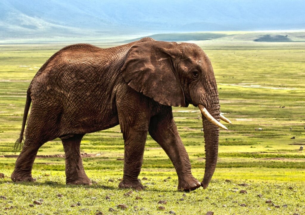 Tragiczne skutki korzystania z słoni jako atrakcji turystycznej ...